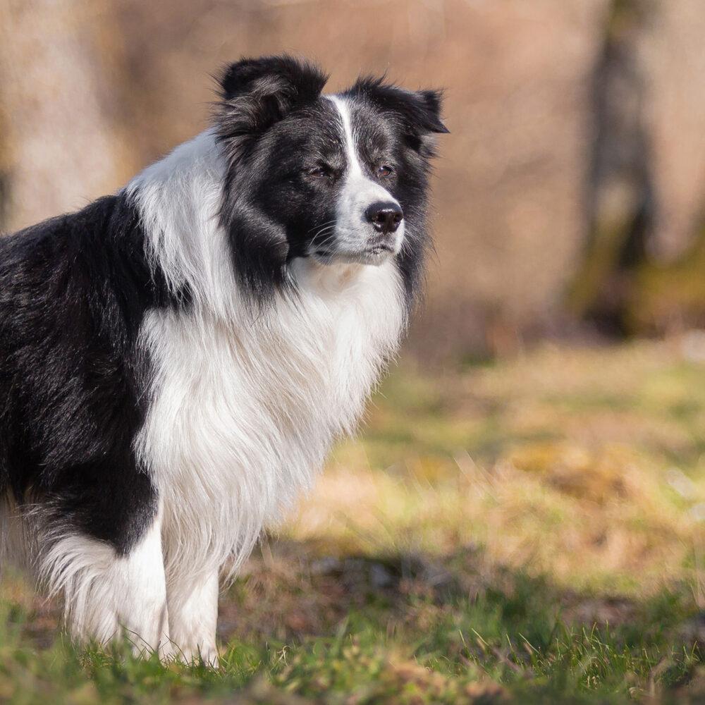 CfBrH | Landesgruppe Hessen | Border Collie Züchter